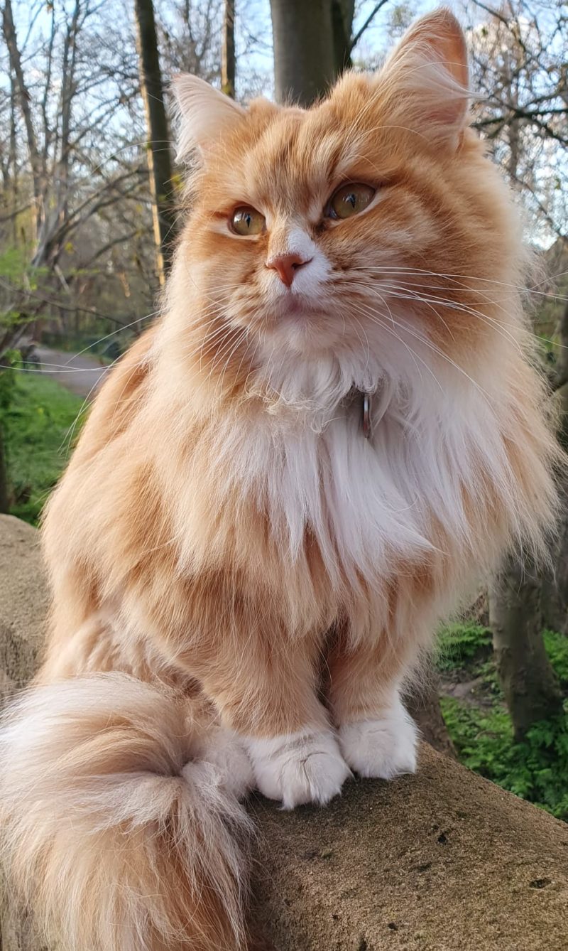 About me | Rose Diell